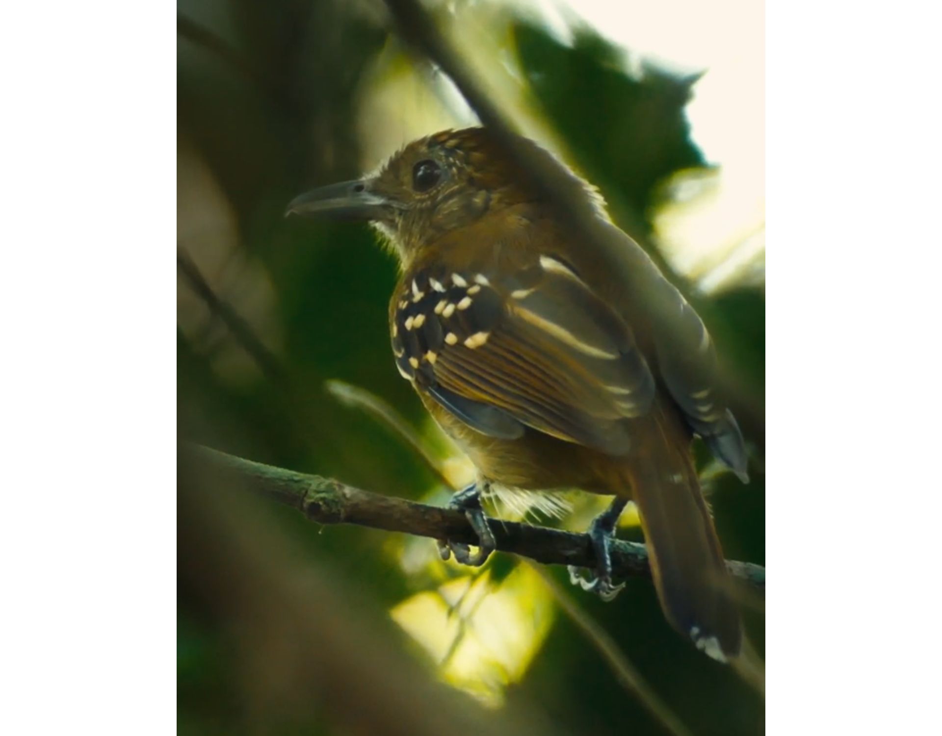 Wings of the Wild at Raffles Bali